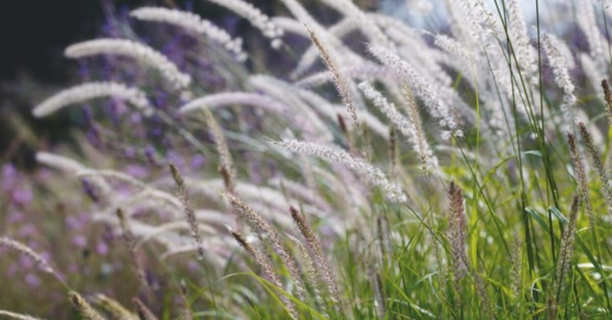 Pennisetum: come coltivare questa scenografica e bellissima graminacea ...