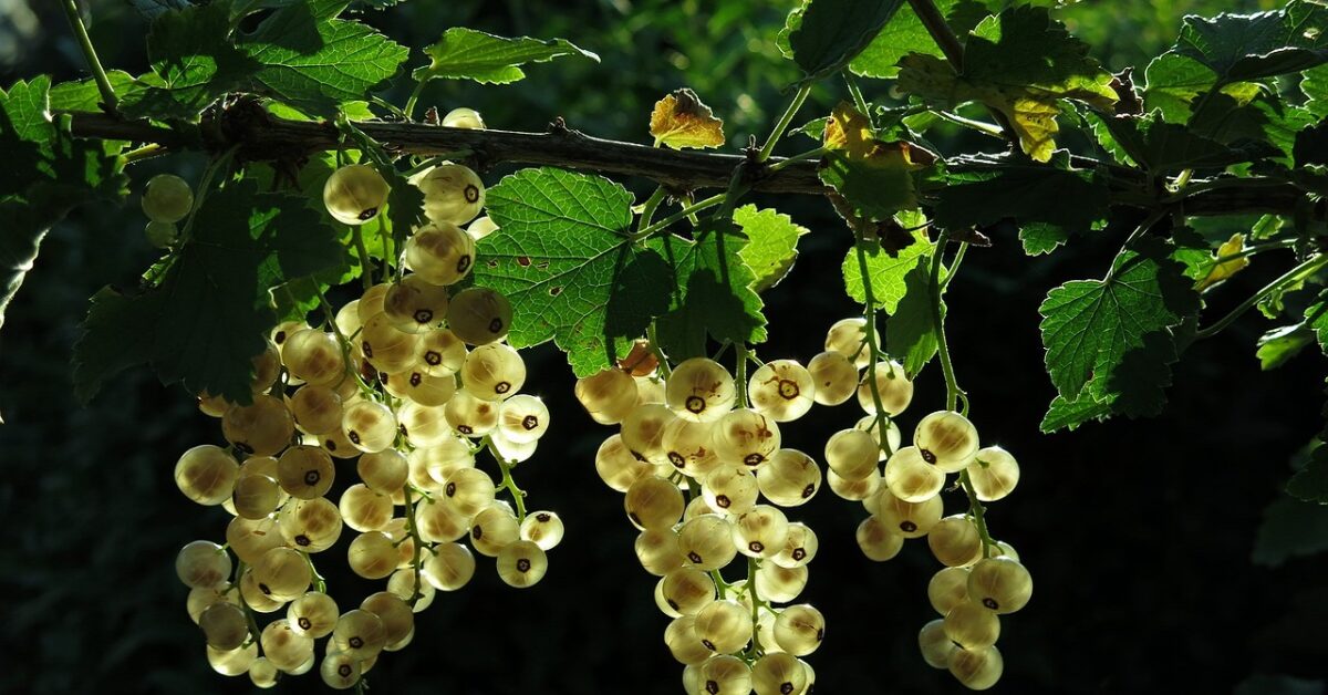 Ribes bianco: tutto quello che volevi sapere su questa varietà dal ...