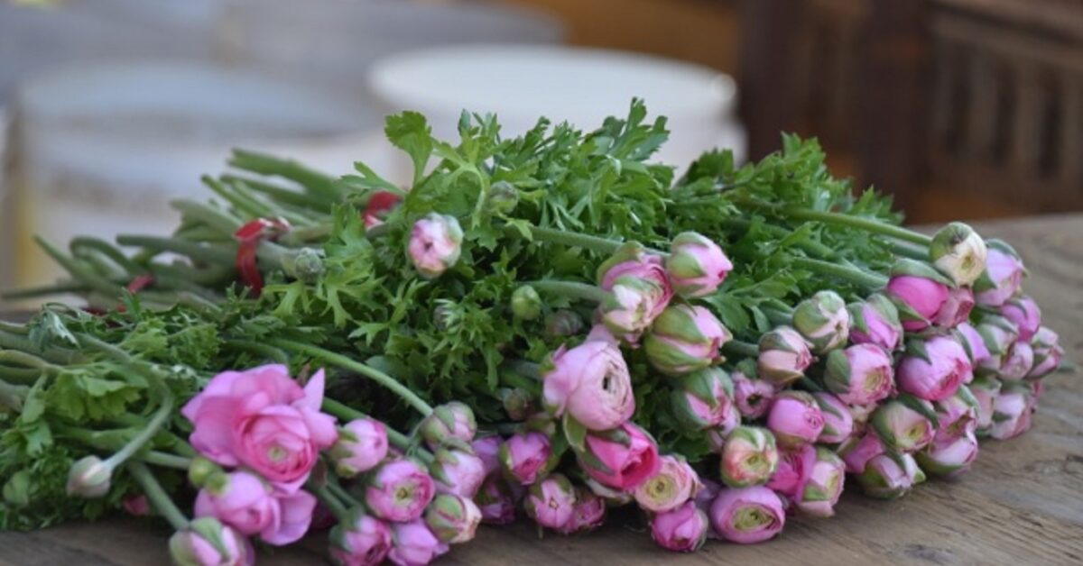 Talea di rosa, come e quando farle: i consigli degli esperti