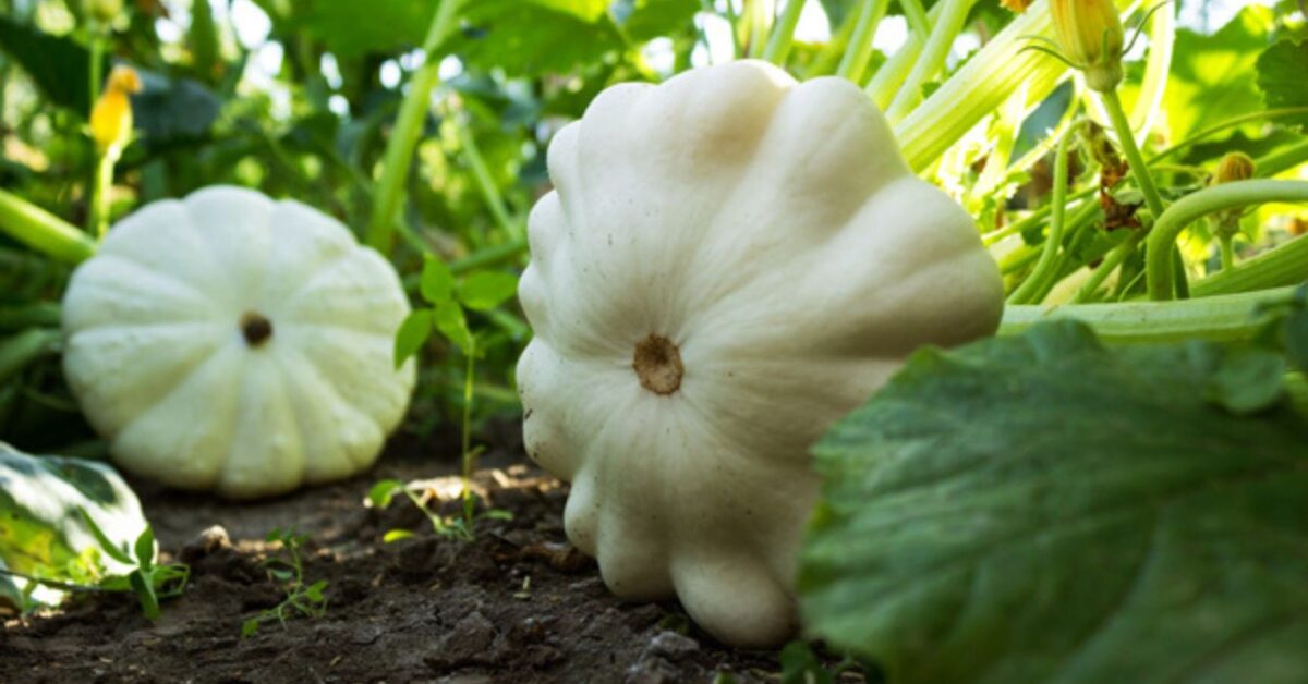 Zucchina patisson: conosci la storia, le varietà e come utilizzarla in ...