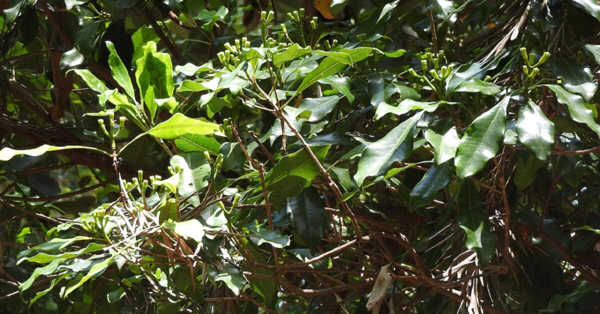 Garofano del Madagascar: trucchi e segreti per coltivare i chiodi di ...