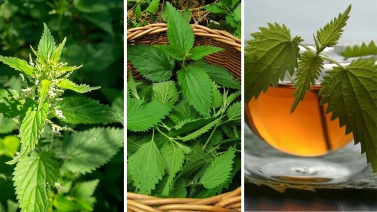 L'ortica, una pianta dai mille benefici il cui potenziale viene spesso ...