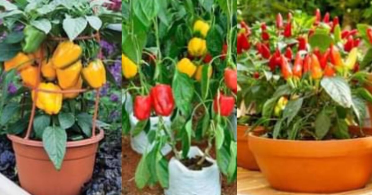 Come coltivare i peperoni dai semi in vasi o contenitori