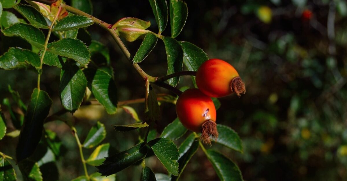 Come coltivare le bacche di goji: trucchi e segreti per ottenere un ...