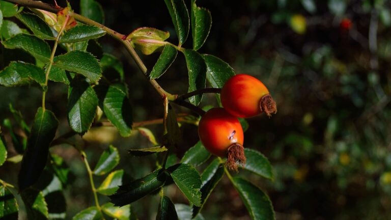 Come coltivare le bacche di goji: trucchi e segreti per ottenere un ...