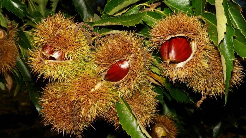 Castagne e marroni: tutte le differenze per distinguerle e non sbagliare