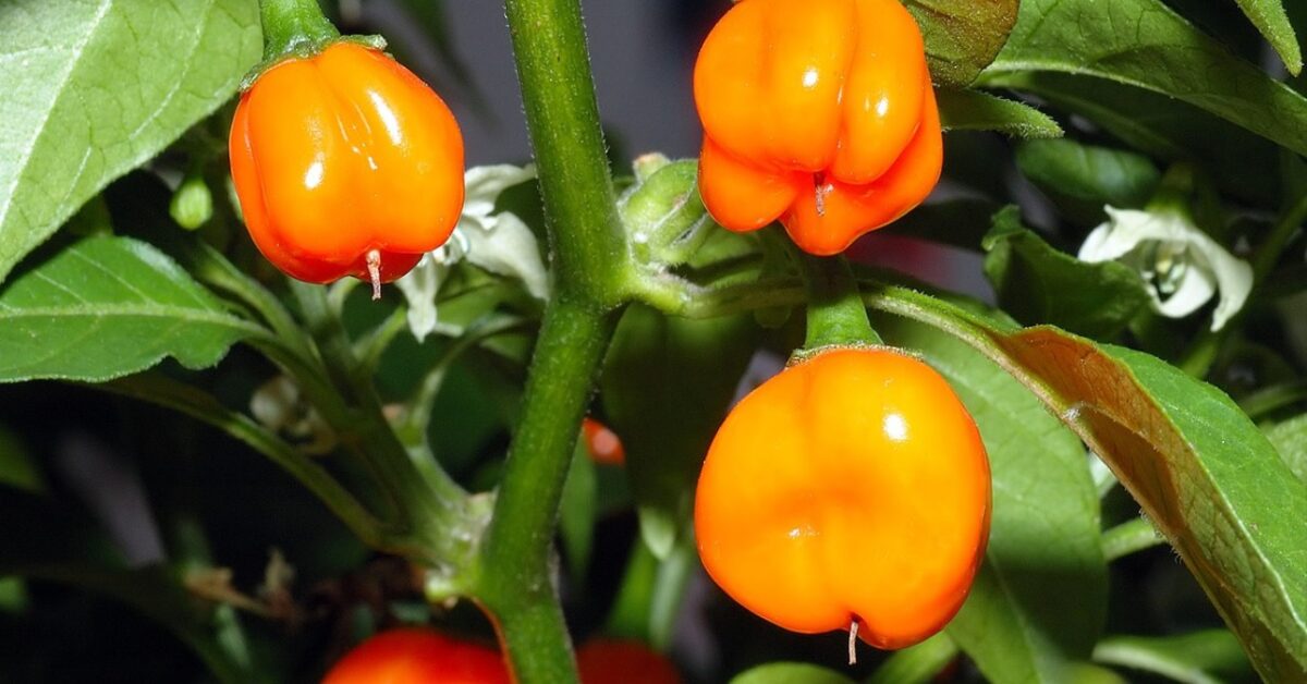 Morango: tutto quello che volevate sapere sul peperoncino cinese Morango: tutto quello che volevate sapere sul peperoncino cinese