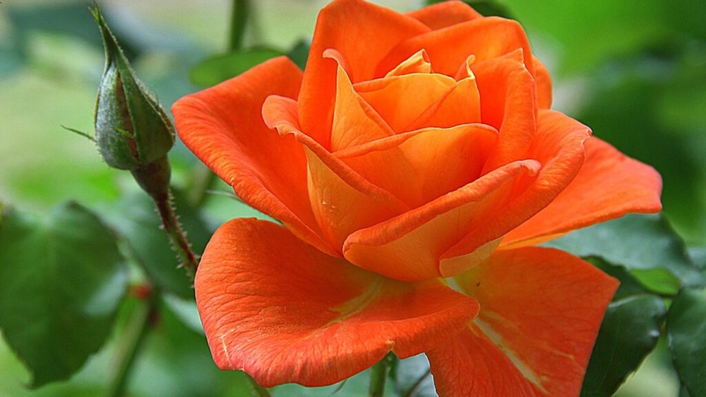 Rosa: tutto quello che volevate sapere sulla regina dei fiori