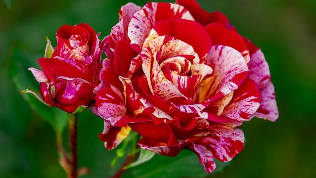 Rosa: tutto quello che volevate sapere sulla regina dei fiori