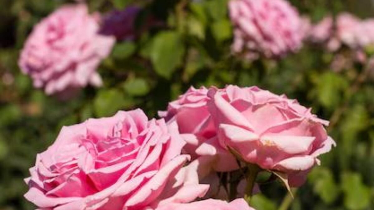 Come propagare le rose dalle talee: il segreto che pochi conoscono