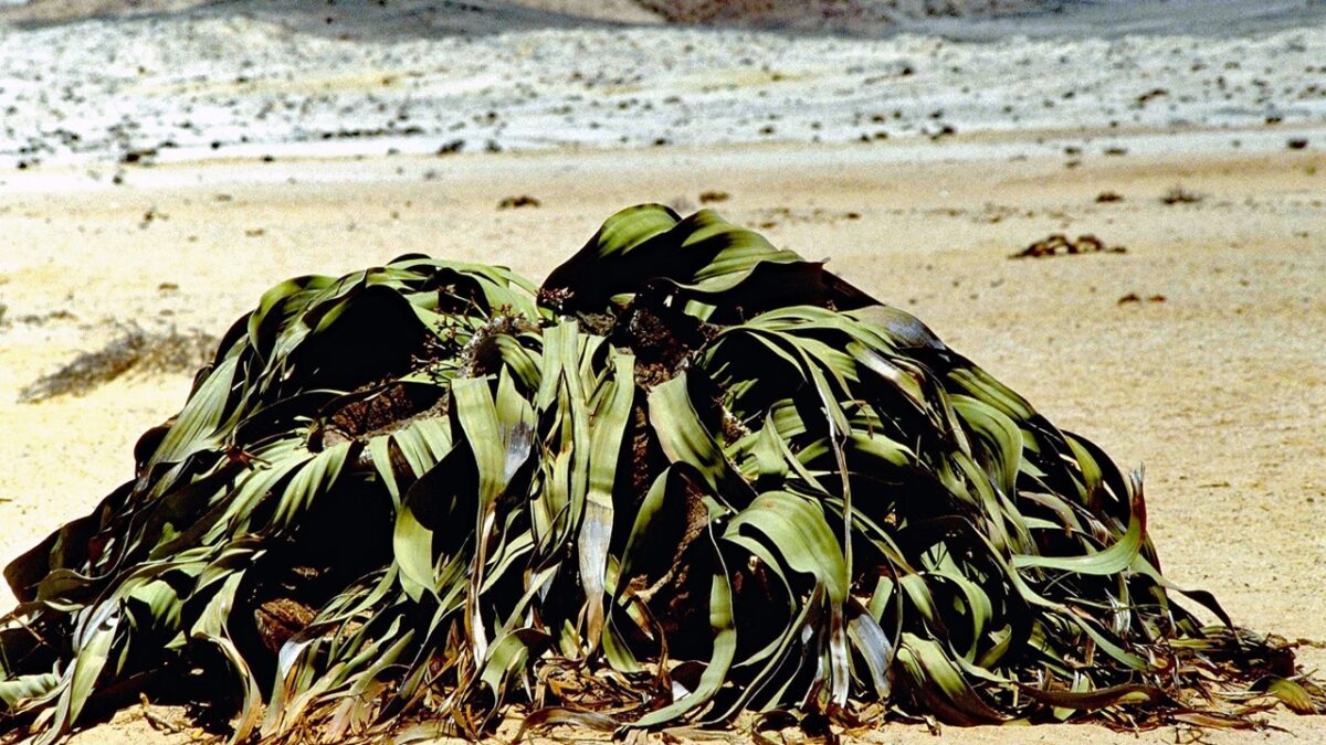 Welwitschia mirabilis, l'incredibile pianta del deserto che ha solo due ...