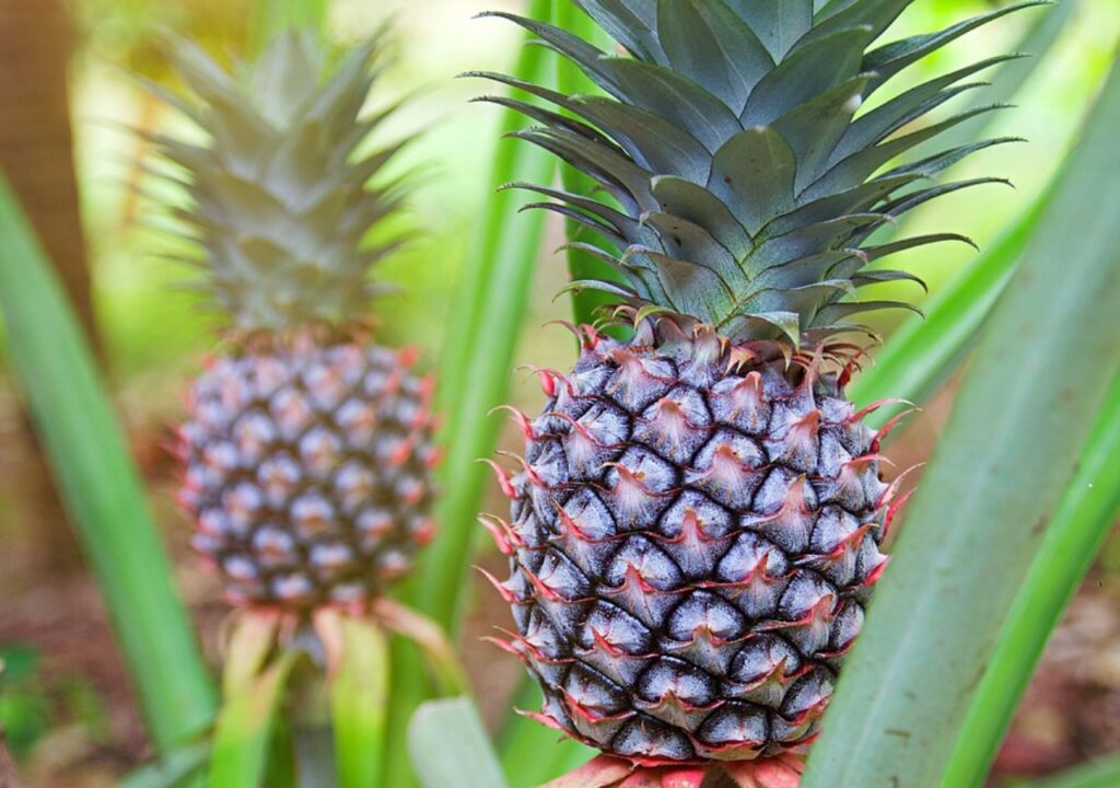 Come piantare un ananas a casa: ecco cosa fare