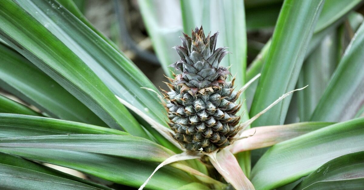 Albero di ananas: alcune curiosità che sicuramente non sai