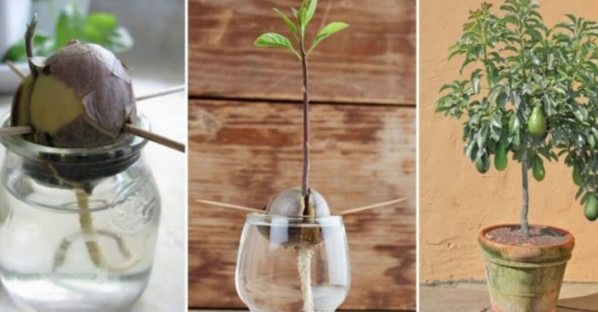 Come coltivare avocado in casa per averne una scorta infinita