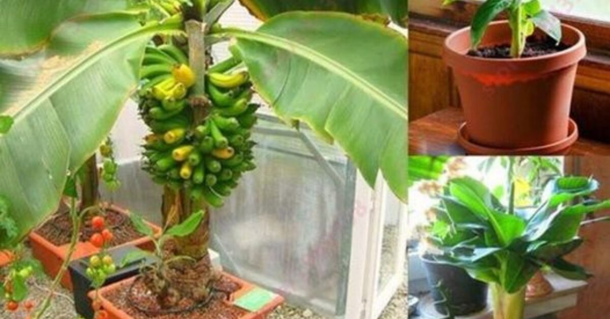 Una guida per coltivare le piante di banano nano in vaso a casa