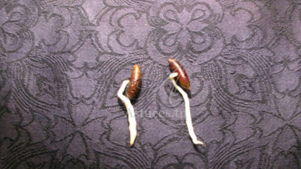 Coltivazione dei semi di dattero: ecco cosa fare per riuscire a far ...