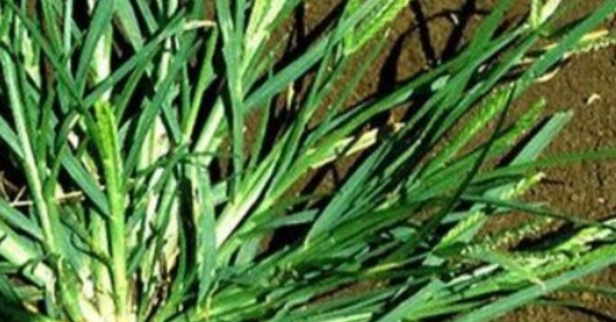 Erba d'oca spina: un miracolo del giardino per più di 10 disturbi