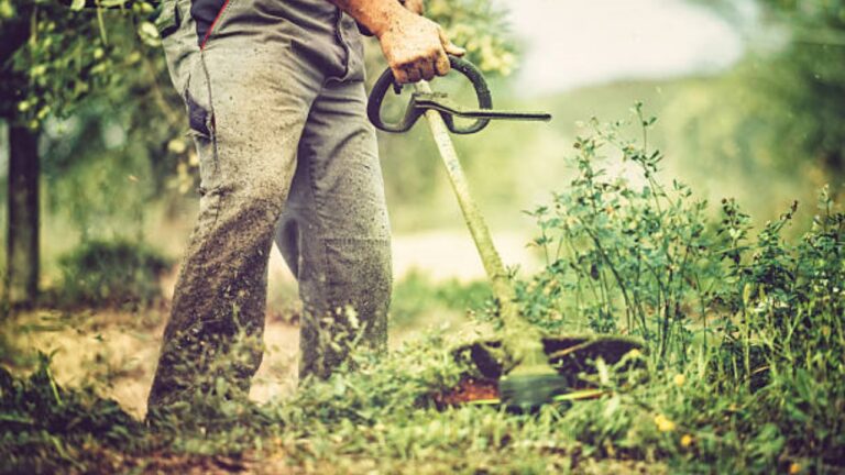 Erba d'oca spina: un miracolo del giardino per più di 10 disturbi