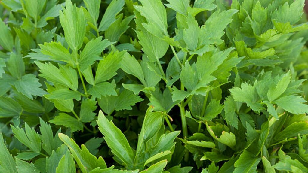 Levistico: è facile da coltivare, cura i reni e polmoni e purifica il ...