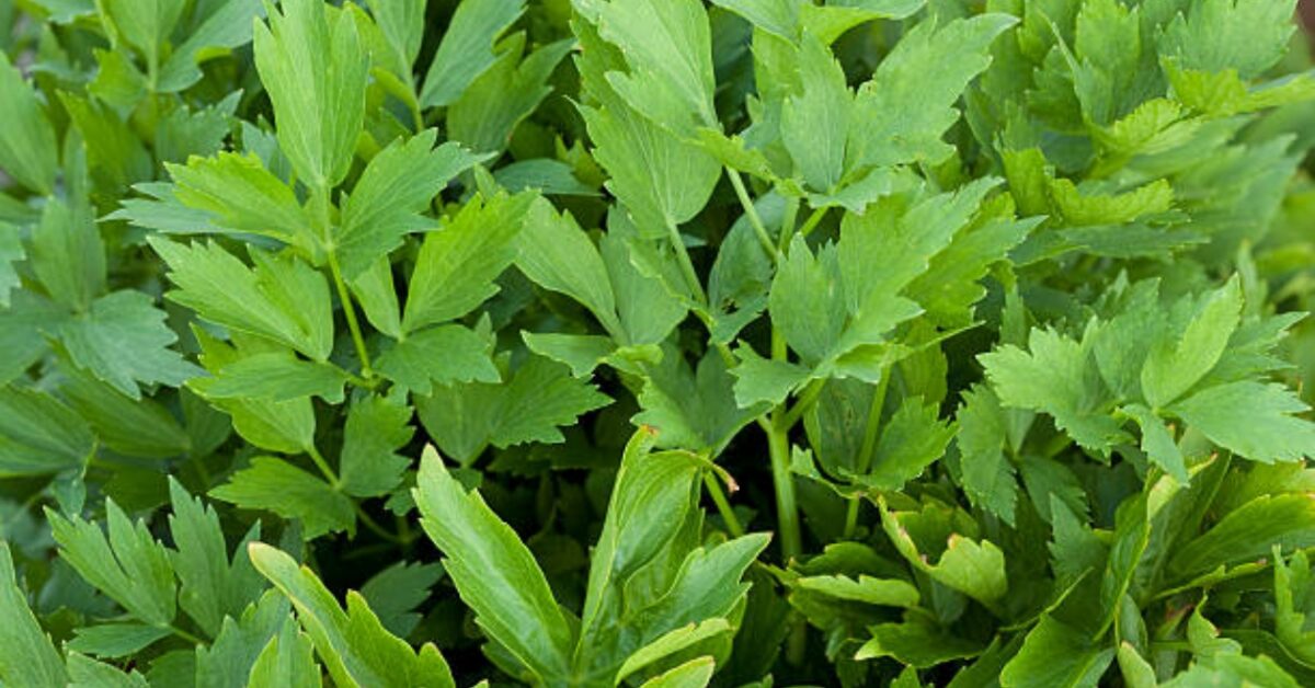Levistico: è facile da coltivare, cura i reni e polmoni e purifica il ...