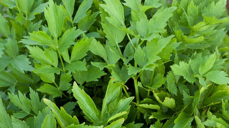 Levistico: è facile da coltivare, cura i reni e polmoni e purifica il ...