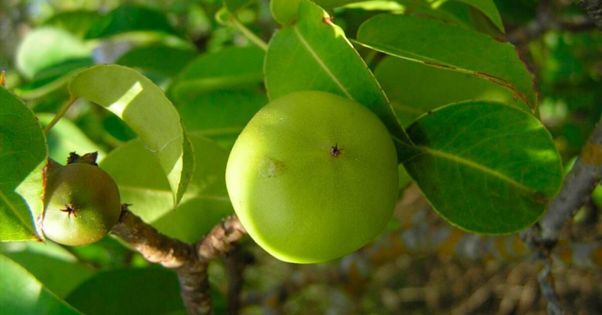 Mancinella: caratteristiche e utilizzi dell'albero più pericoloso al mondo