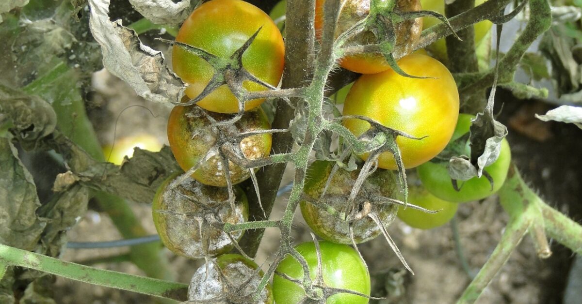 Peronospora, che sintomi provoca alle nostre piante?