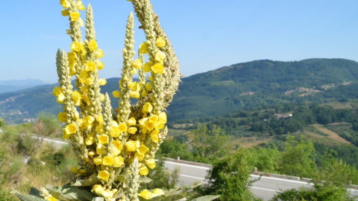 La Natura ci regala 5 piante per combattere raffreddore e influenza ...