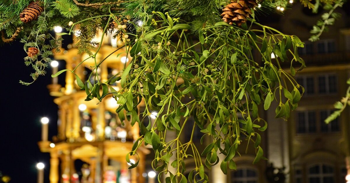 Vischio: tutto quello che volevi sapere su questa pianta sempreverde ...