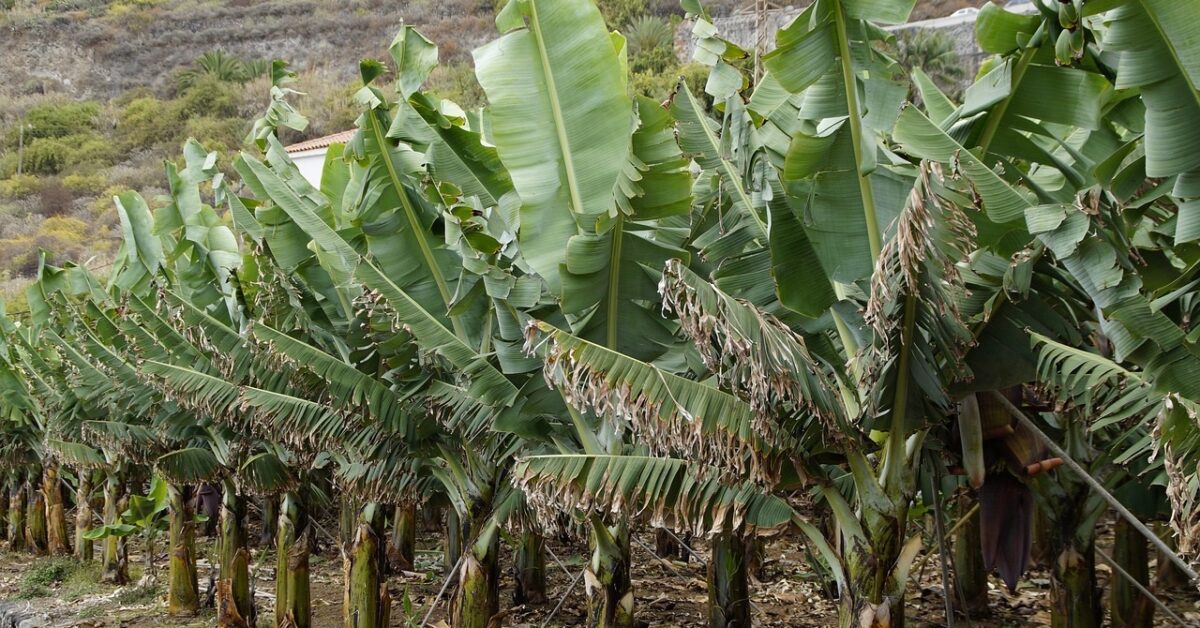 Albero di banane: caratteristiche, cura e coltivazione