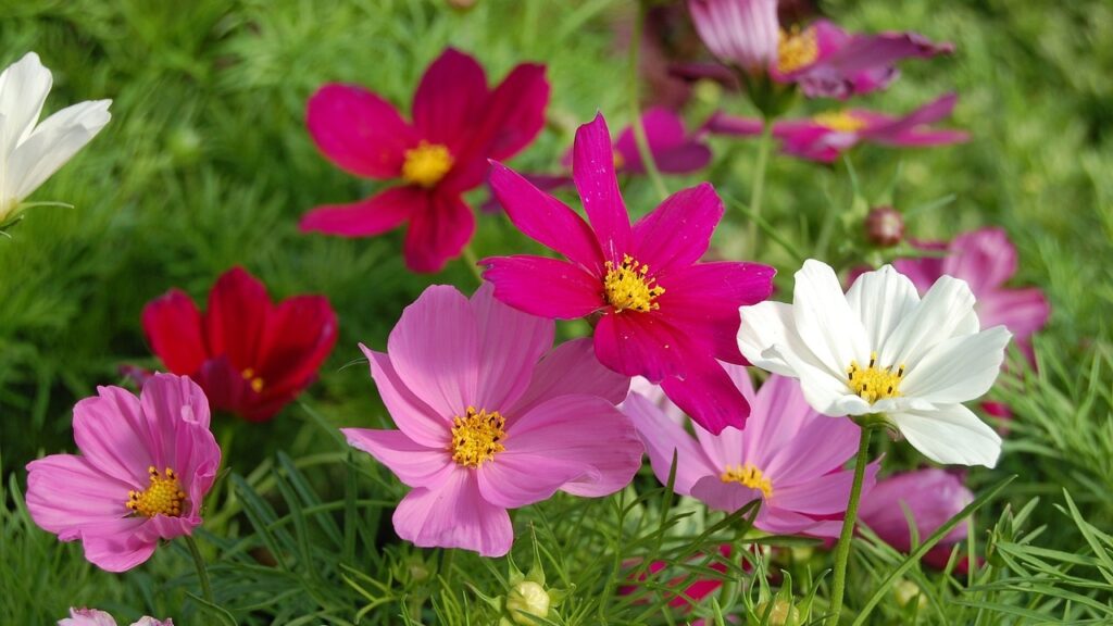 Cosmos, coltivazione e cura: ecco cosa devi fare se vuoi avere tanti ...