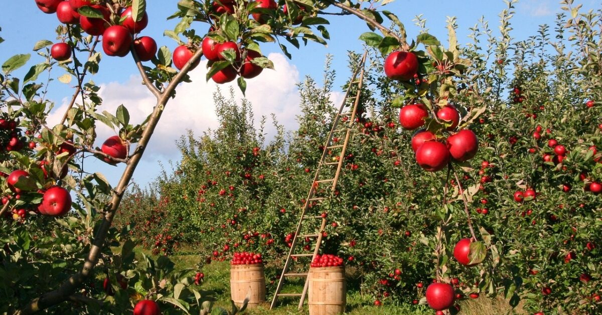 Albero di melo, curiosità e caratteristiche della pianta che produce ...