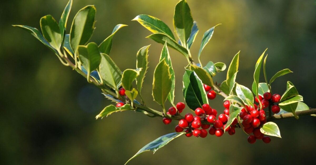 Ecco svelato il vero significato dell'agrifoglio, pianta simbolo del Natale