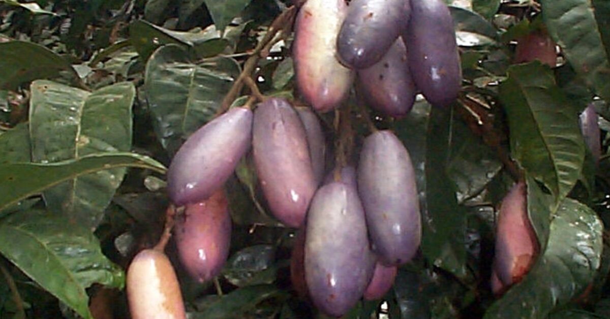 Safou, tutto quello che volevate sapere sul Dacryodes edulis o Butter Pear Safou, tutto quello che volevate sapere sul Dacryodes edulis o Butter Pear