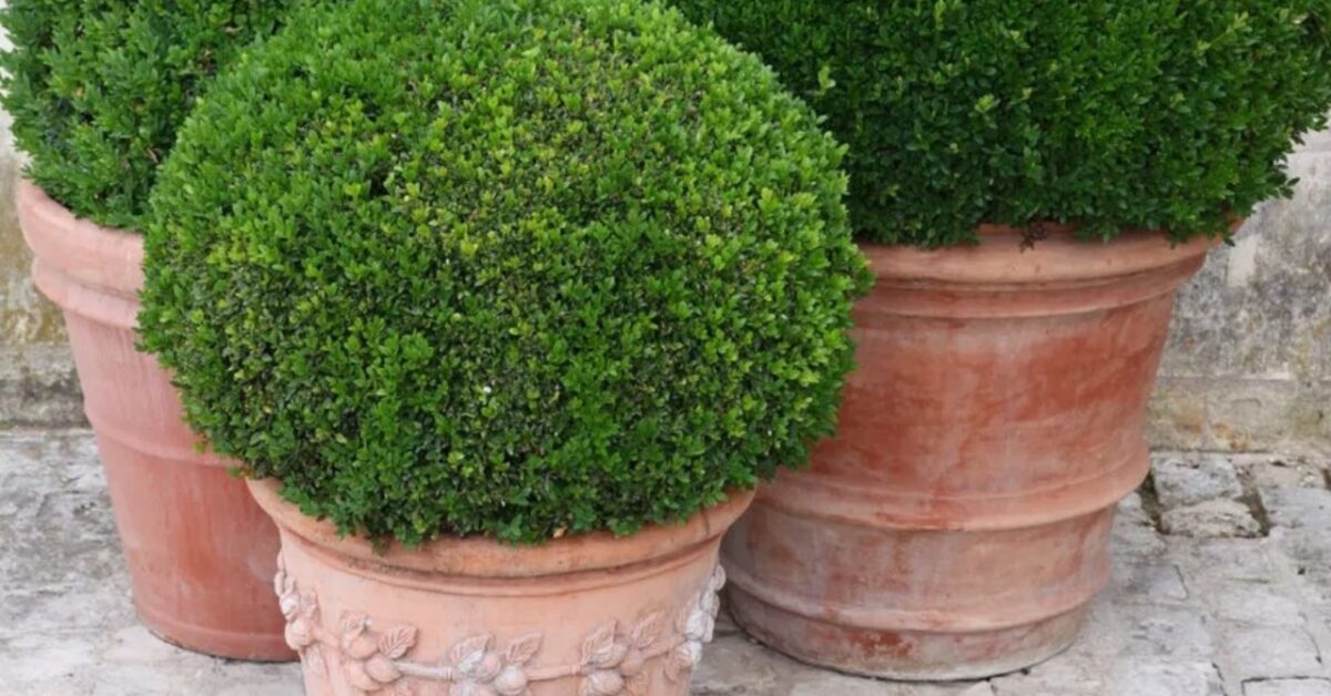 Come coltivare i sempreverdi in vaso: 4 varietà che aggiungono fascino ...