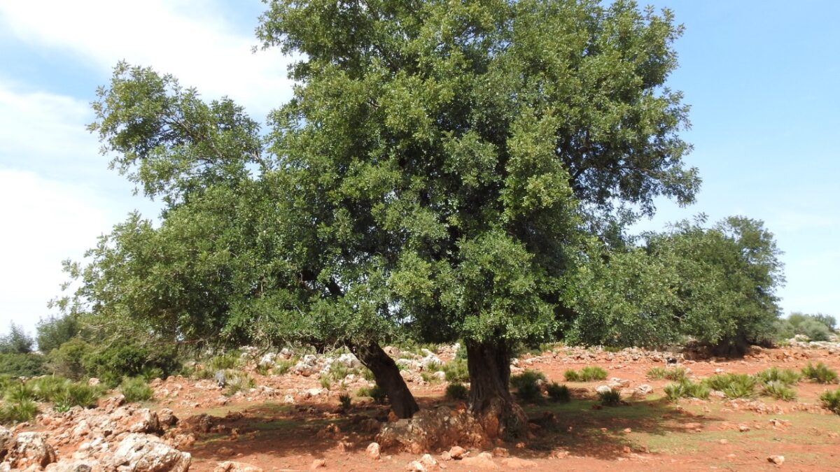 Carrubo: l'albero mediterraneo da frutto sempreverde