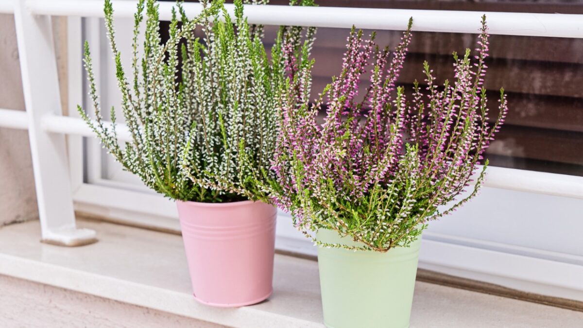 Erica: come coltivare questa splendida pianta ornamentale
