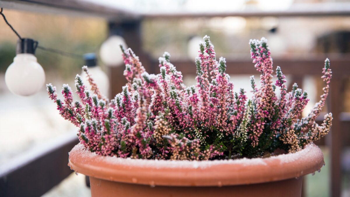 Erica: come coltivare questa splendida pianta ornamentale