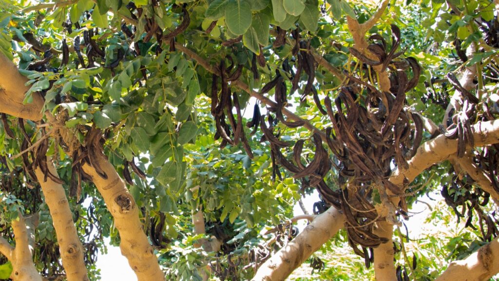Carrubo: l'albero mediterraneo da frutto sempreverde