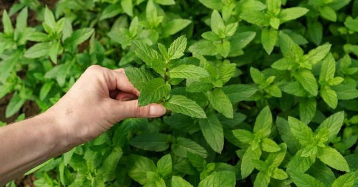 Menta Piperita: ecco dei validi motivi per cui dovresti coltivarla a ...
