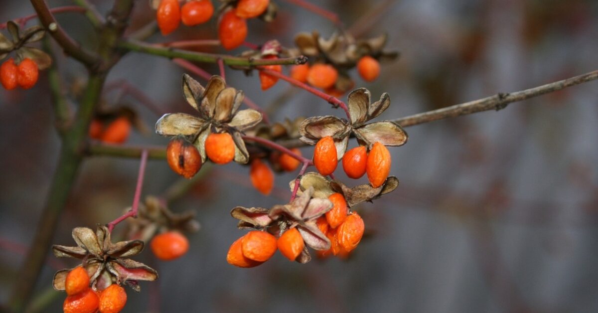 Bacche di goji, miti e leggende su questo super food