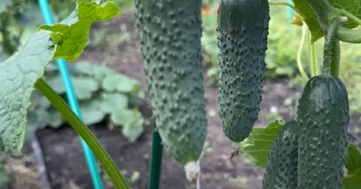 Concime naturale per legare e sviluppare rapidamente i cetrioli: ecco ...