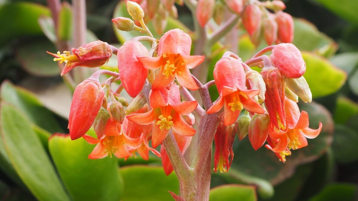 Cotyledon orbiculata, tutto quello che c'è da sapere su questa pianta ...