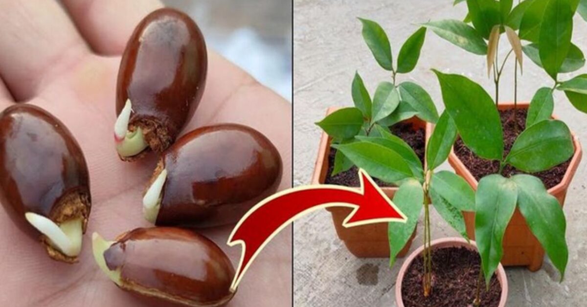 Vi sveliamo il metodo usato dai giardinieri per coltivare gli alberi di ...