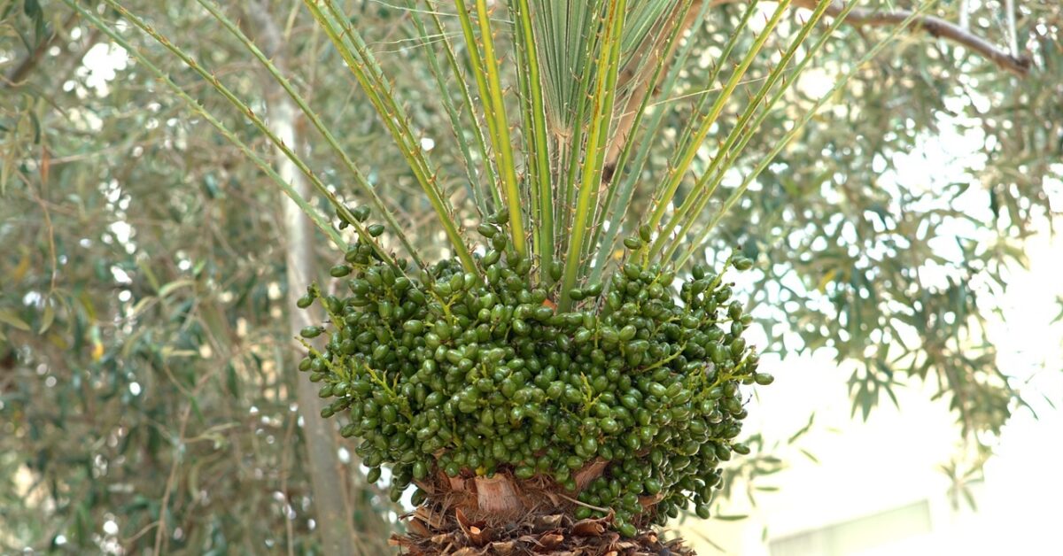 Albero di datteri: tra curiosità e storia