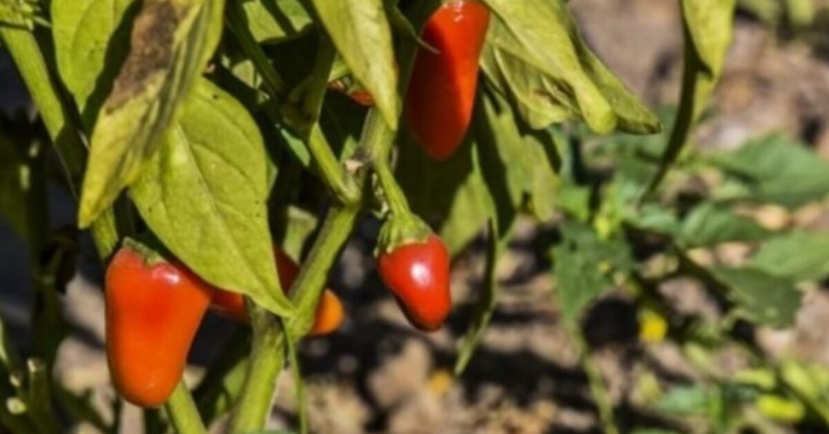 Come piantare i peperoni nel modo giusto: ecco tutti i consigli