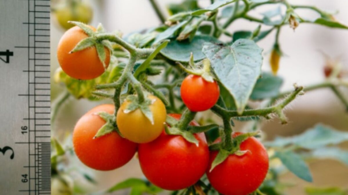 Come coltivare i pomodori ciliegini in casa: tutto quello che c'è da sapere