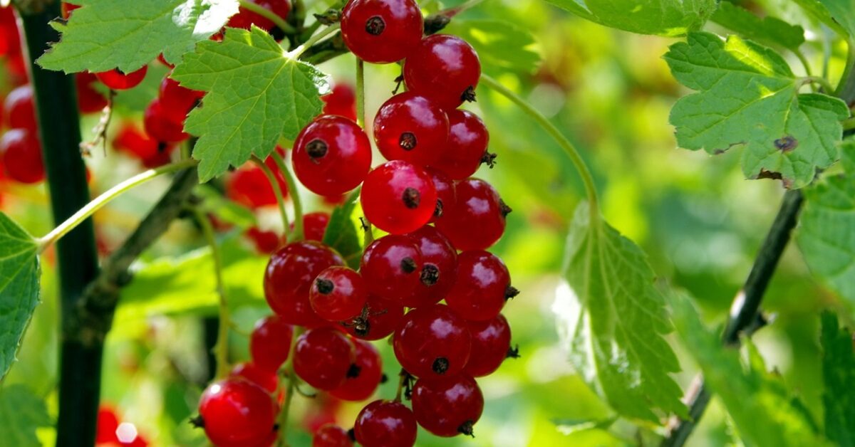 Come coltivare il ribes rosso in vaso? Trucchi e segreti che vi faranno ...