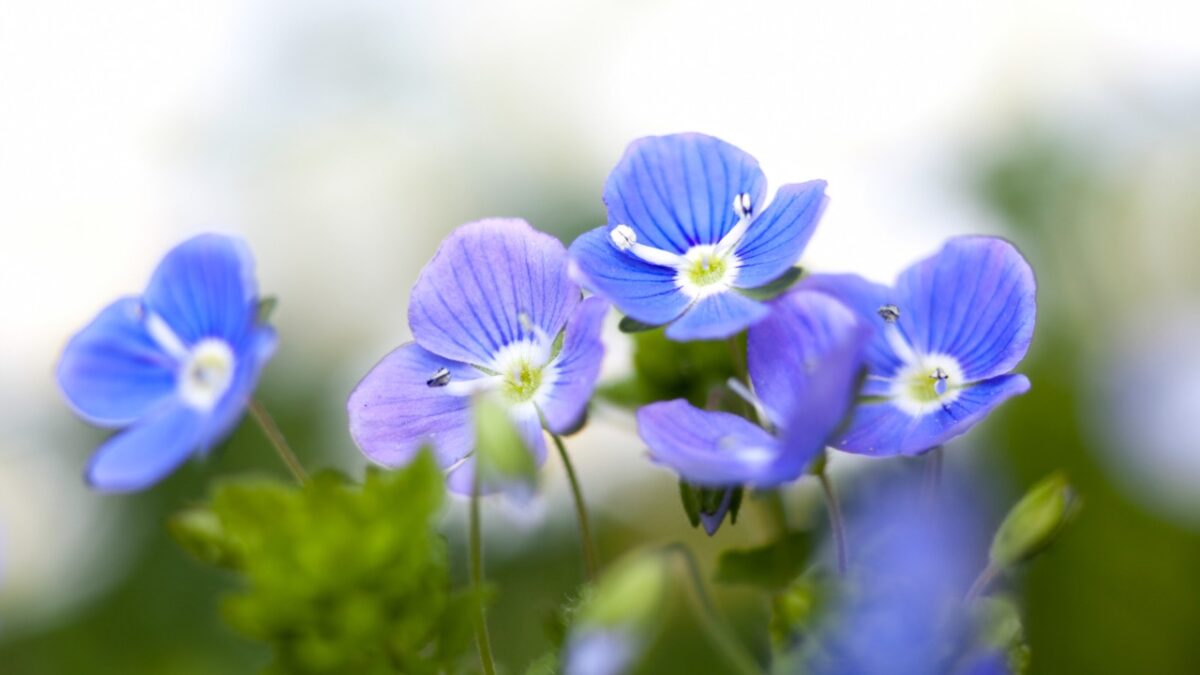 Veronica: la pianta selvatica dalle proprietà benefiche