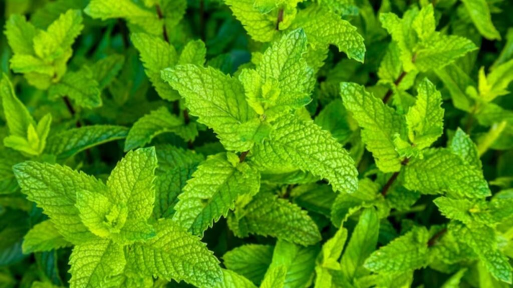 La menta: perché questa pianta fa così bene alla salute dell'uomo